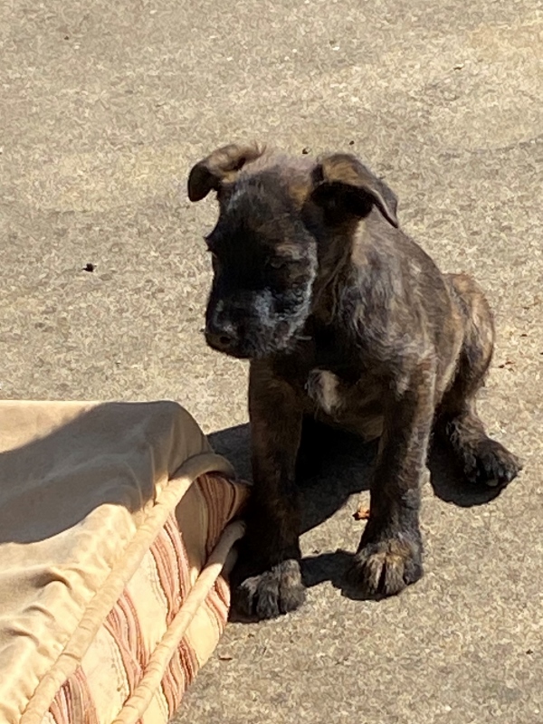 American Bouvier Rescue League - Bouviers Available for Adoption