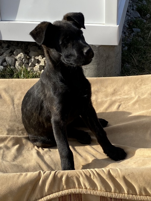 American Bouvier Rescue League - Bouviers Available for Adoption